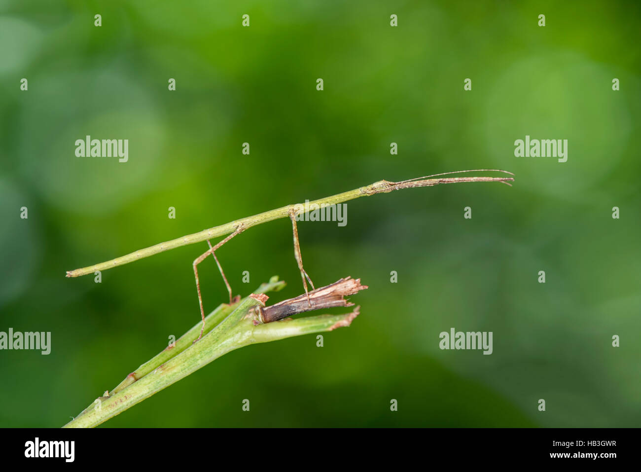 Stick bug hi-res stock photography and images - Alamy