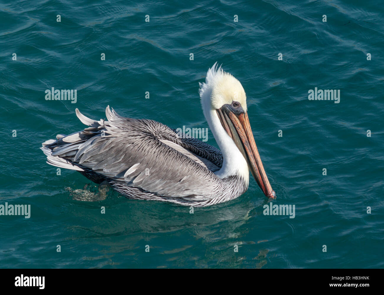 Pelican floating in ocean at Corona Del Mar beach in Newport Beach ... Pelican floating in ocean at Corona Del Mar beach in Newport Beach ...