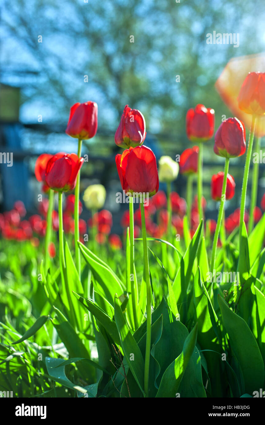 Field of red colored tulips Stock Photo - Alamy