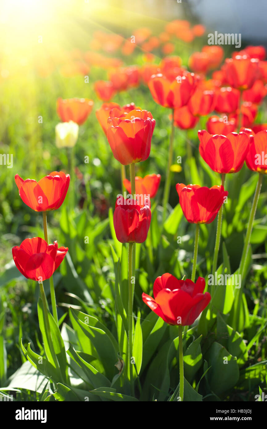 Field of red colored tulips Stock Photo - Alamy