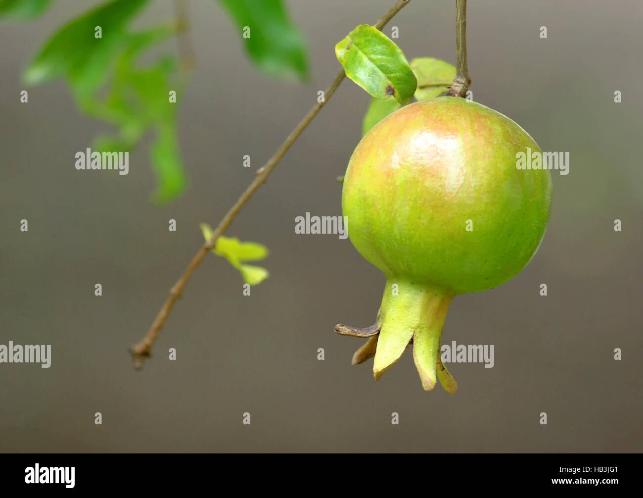 pomegranate on the tree Stock Photo - Alamy