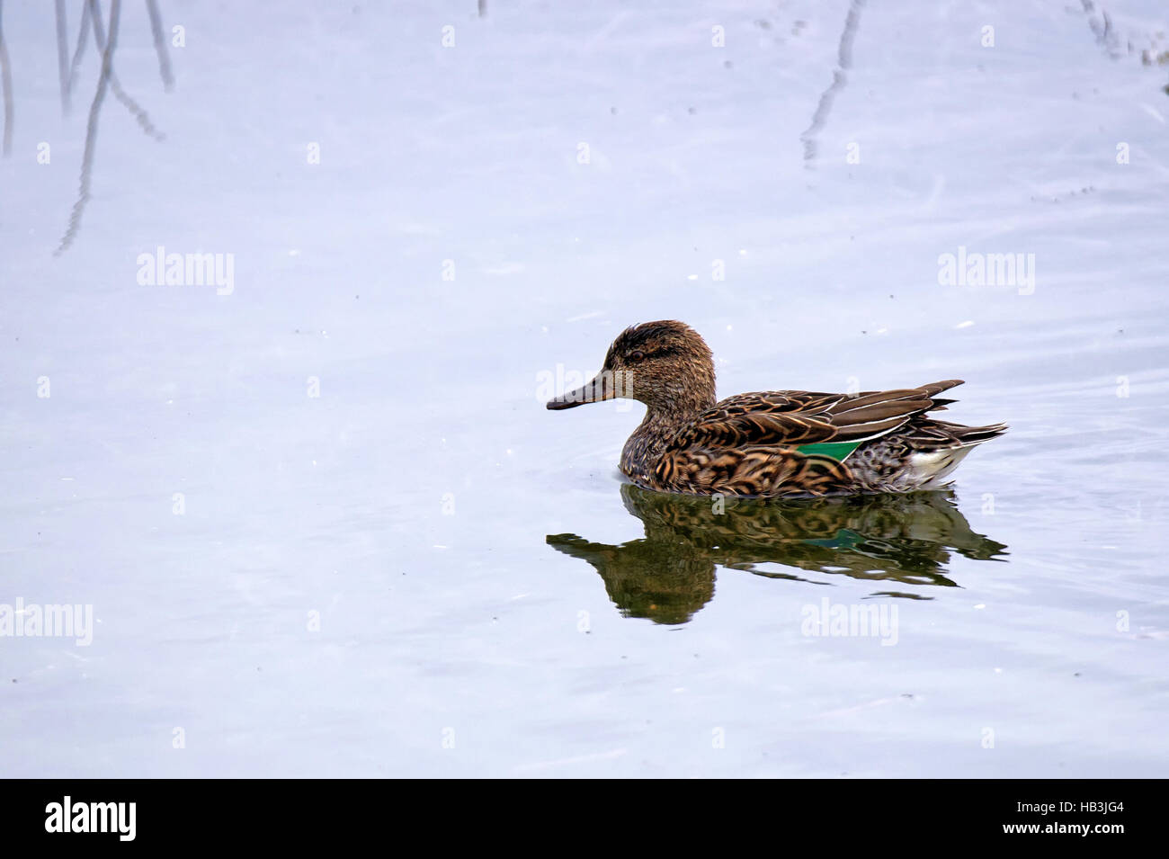 European teal hi-res stock photography and images - Alamy