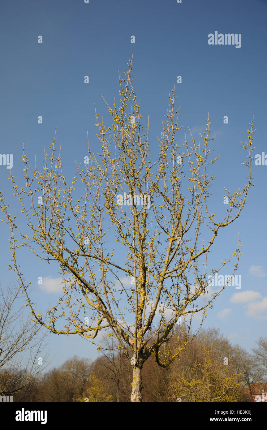 Cornus mas, European cornel, standart tree Stock Photo - Alamy