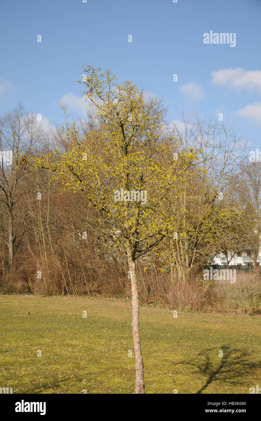 Cornus mas, European cornel, standart tree Stock Photo - Alamy