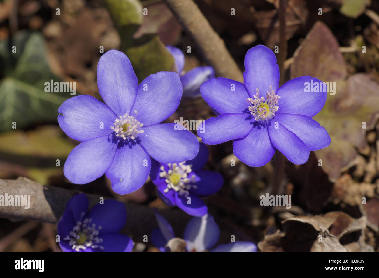 Hepatica nobilis, Anemone hepatica Stock Photo - Alamy