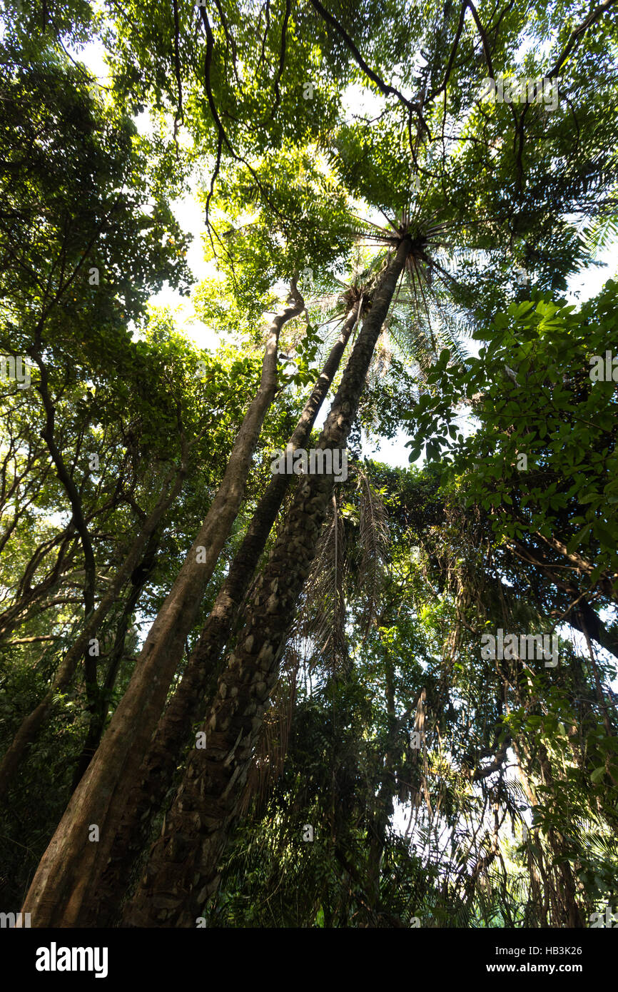 Palm oil tree Stock Photo - Alamy