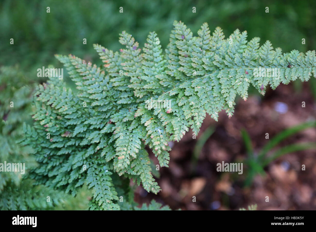 Soft shield fern Stock Photo - Alamy