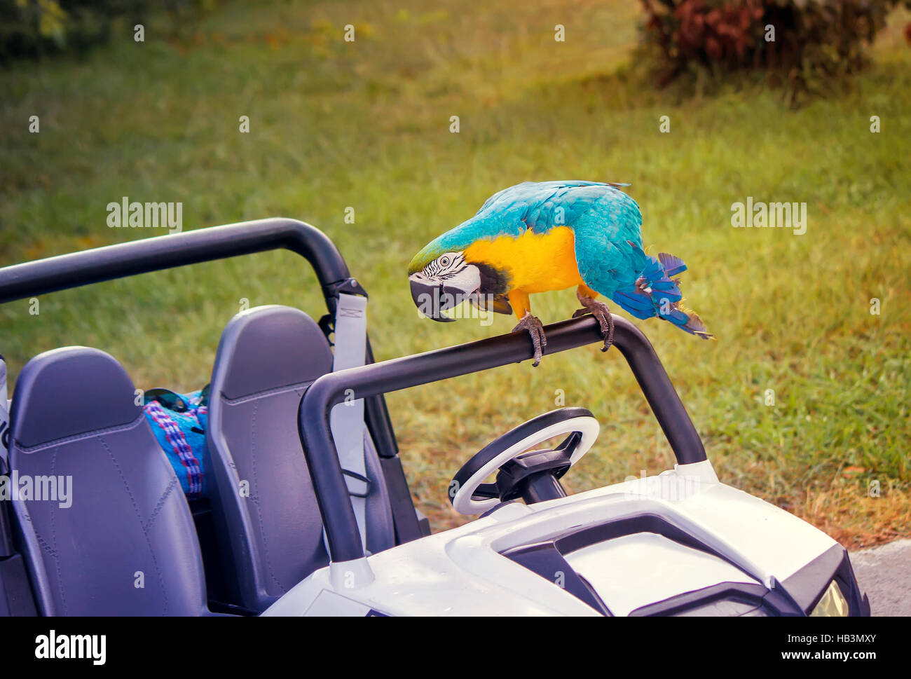 Baby parrot hi-res stock photography and images - Alamy