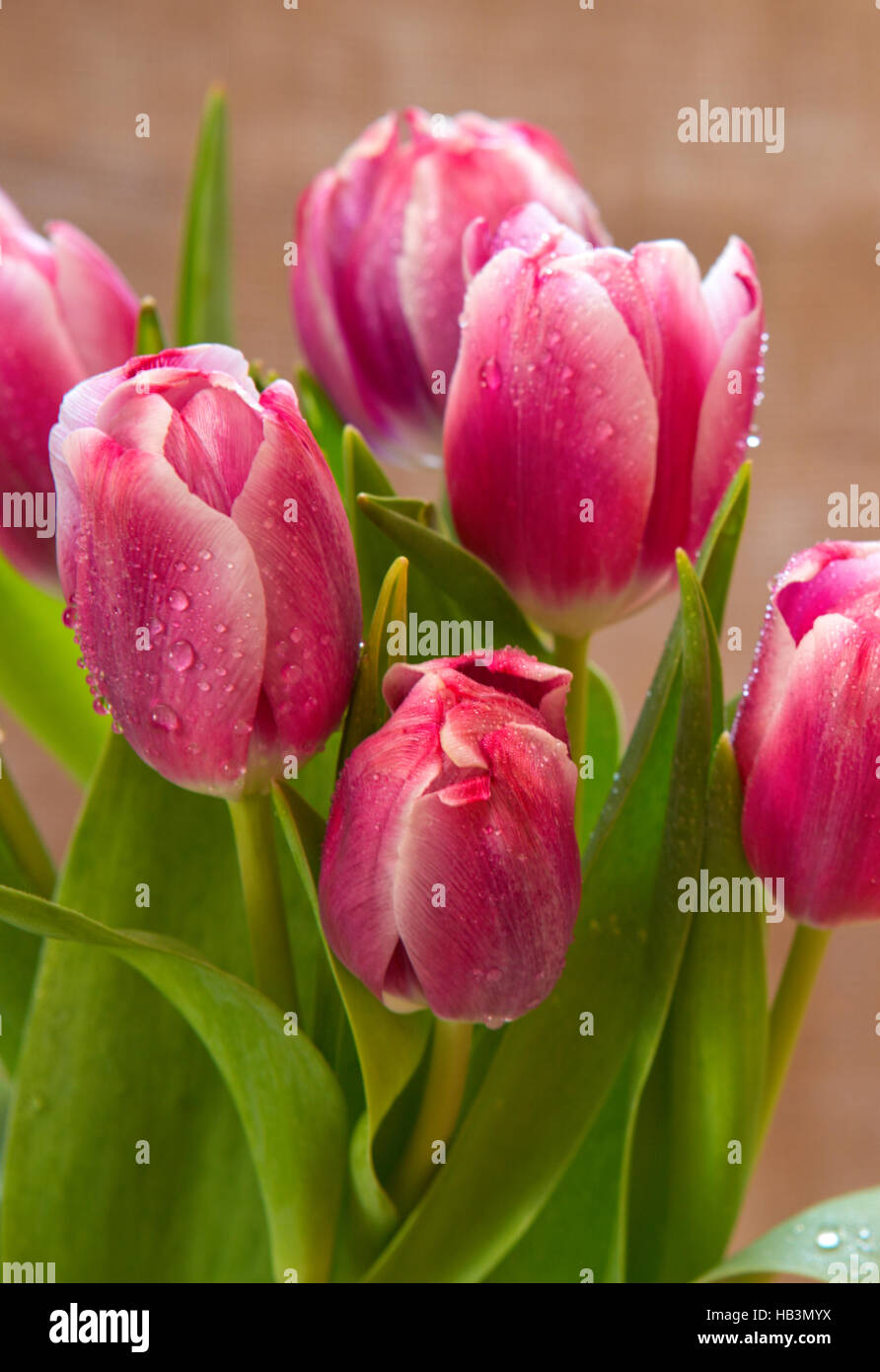 Pink tulip bouquet isolated Stock Photo - Alamy