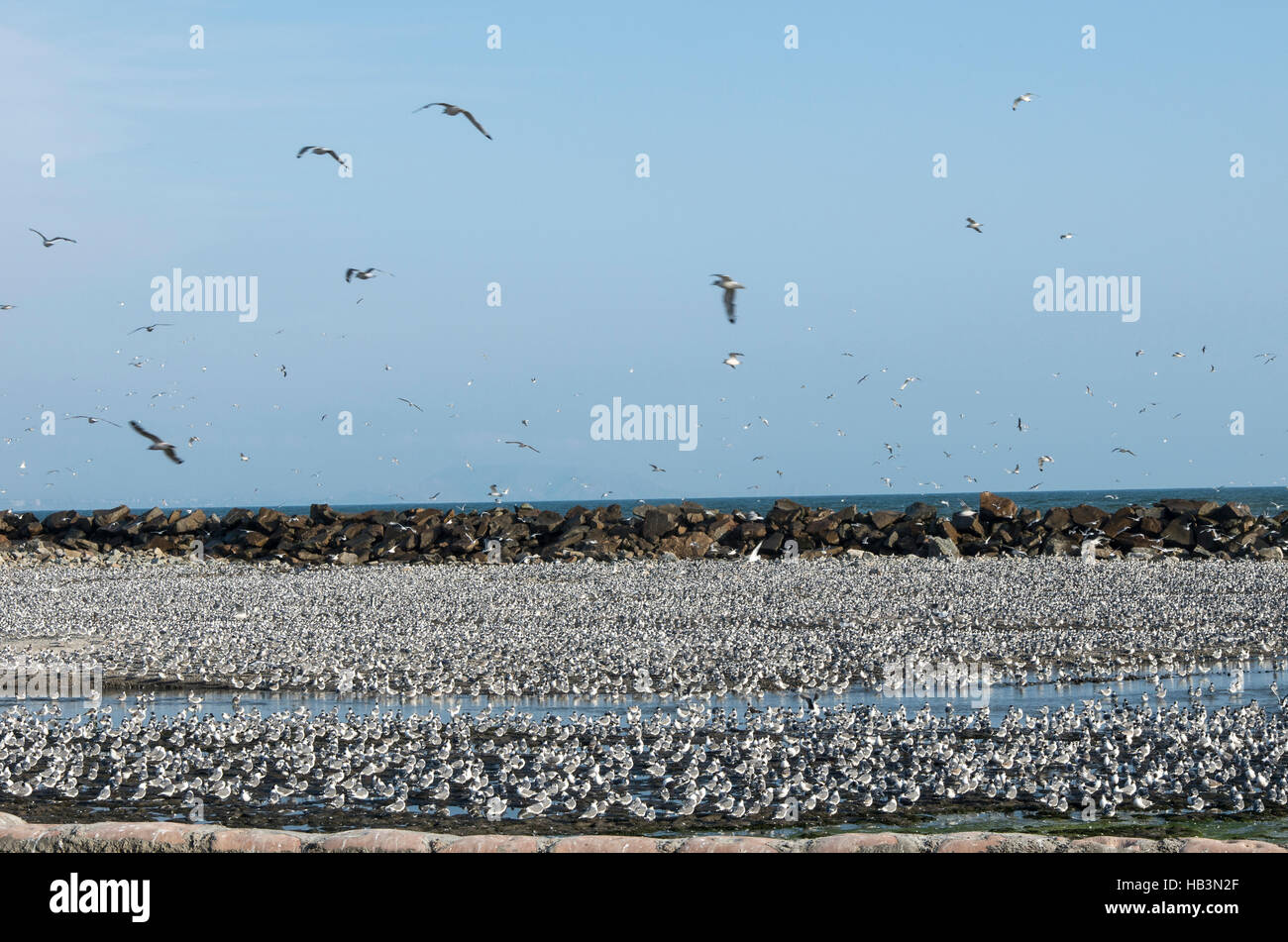 Flock of birds in La Punta, El Callao, Peru Stock Photo - Alamy