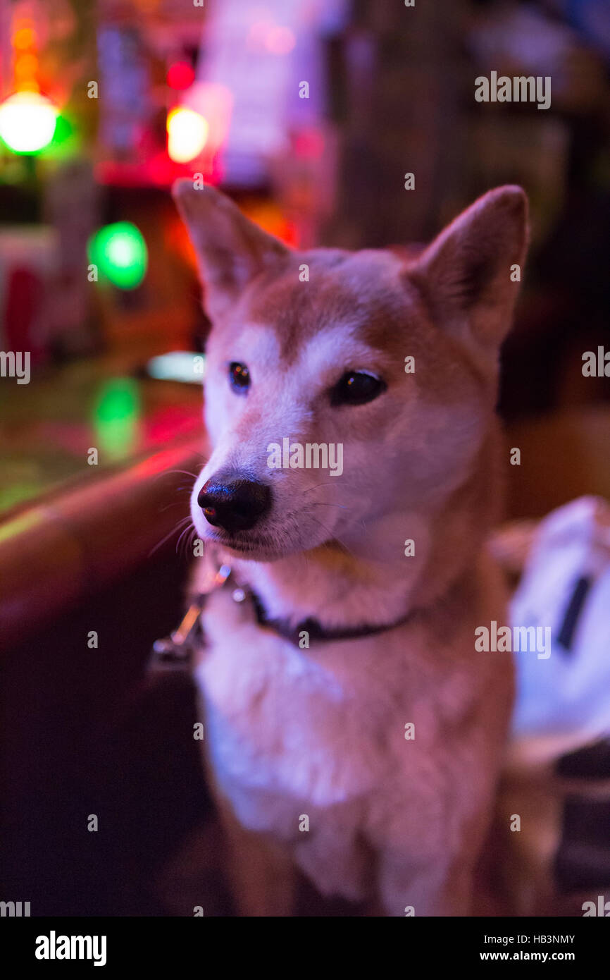 Japanese traditional dog (shiba inu dog) late at night in a Bar in Toky ...