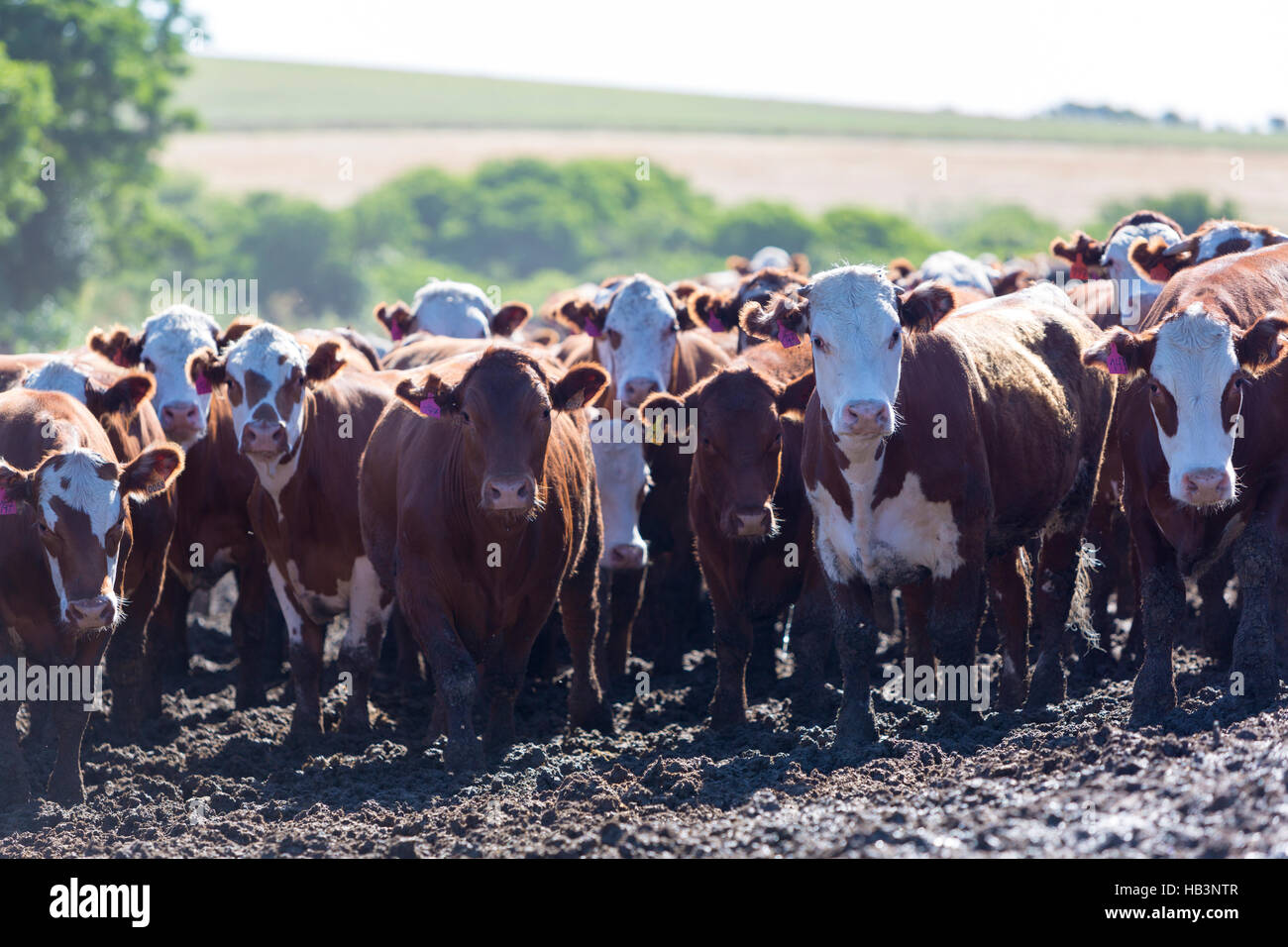 Group of cows in intensive livestock farm land, Uruguay Stock Photo - Alamy