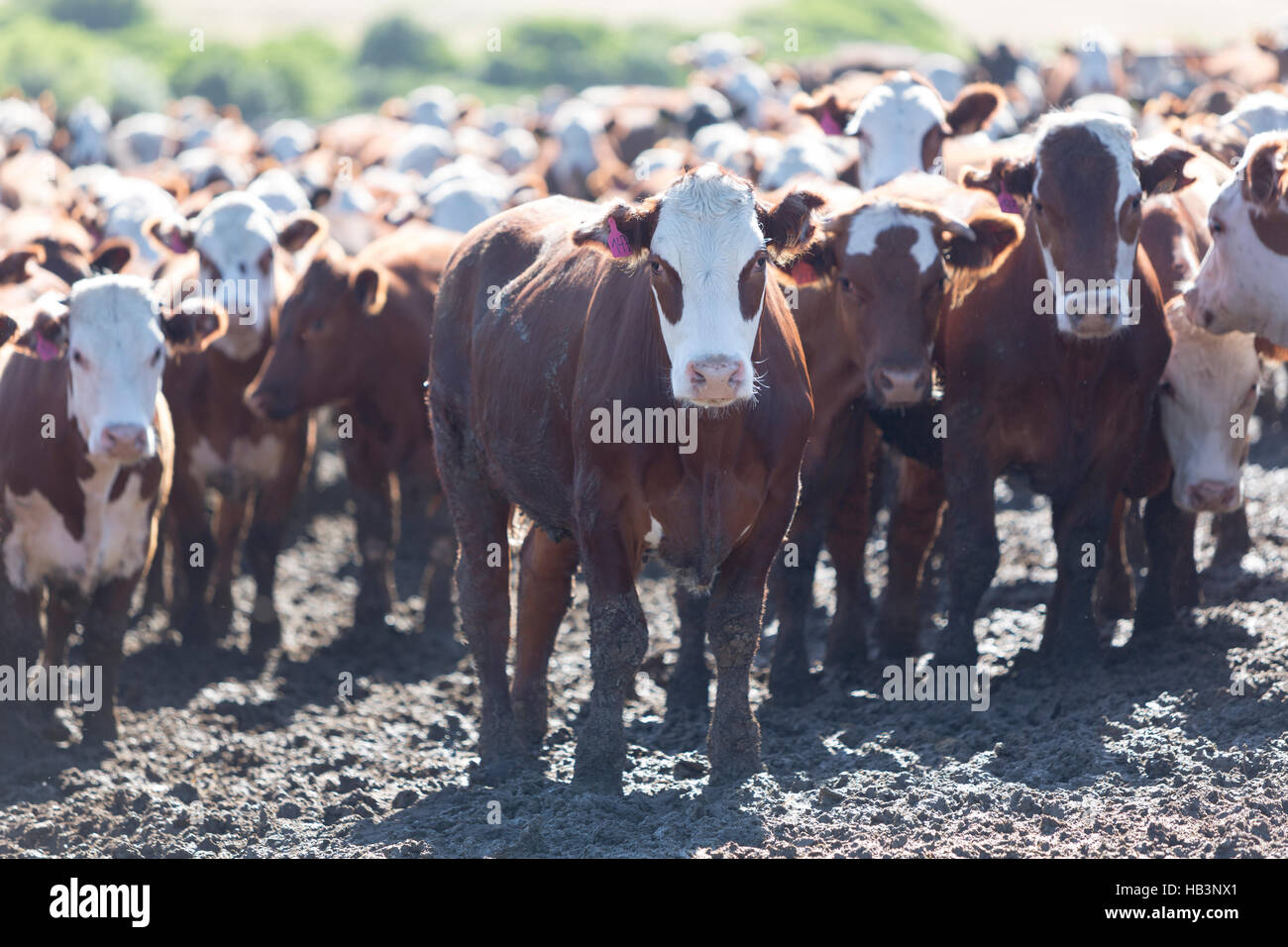 Intensive farming cow hi-res stock photography and images - Alamy