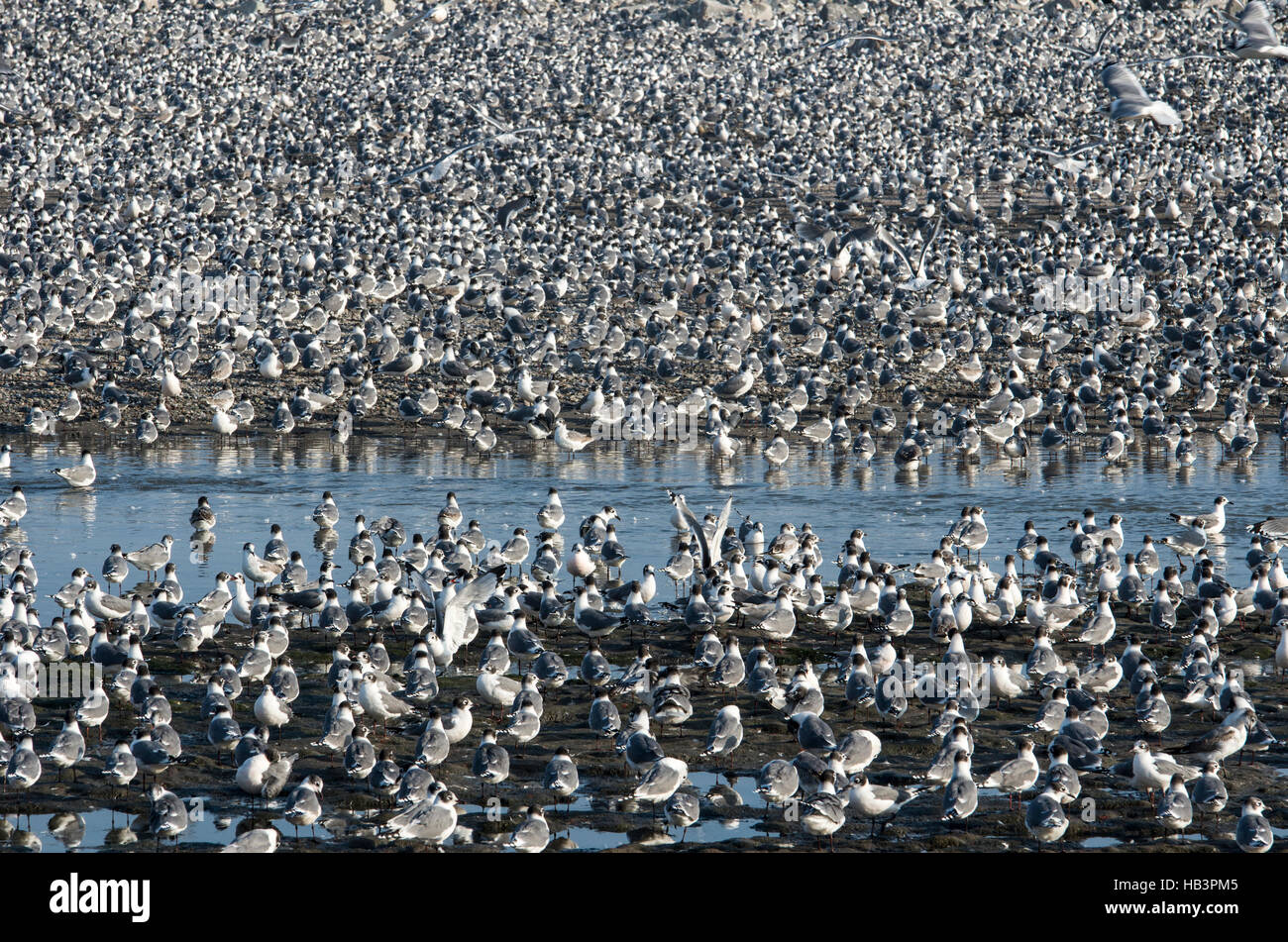 Flock of birds in La Punta, El Callao, Peru Stock Photo - Alamy