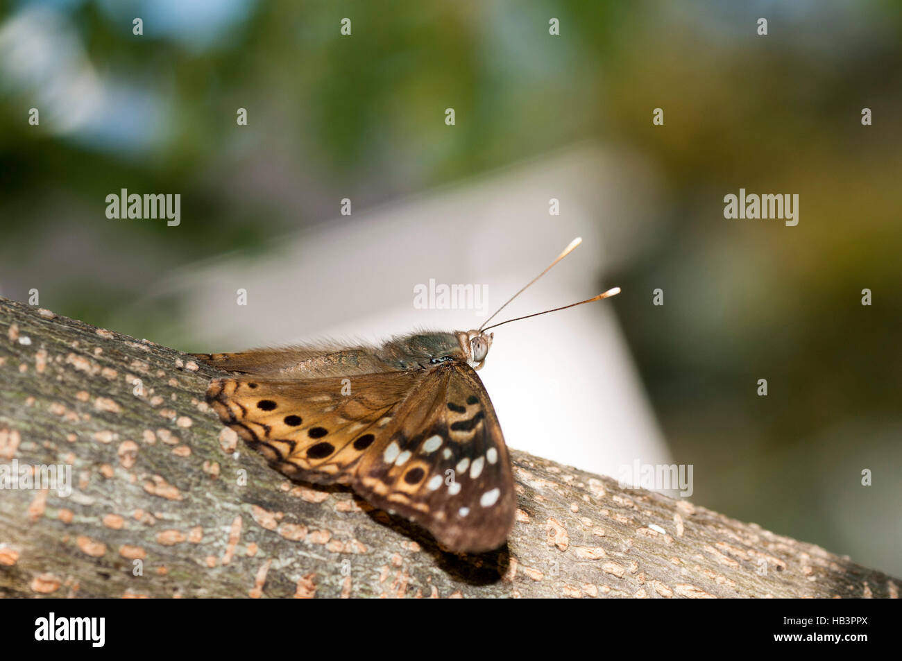 Skipper insect hi-res stock photography and images - Alamy