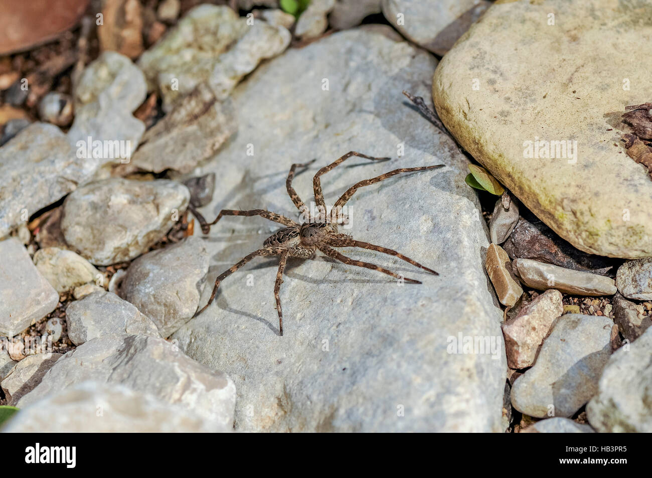 Rock spider animal hi-res stock photography and images - Alamy