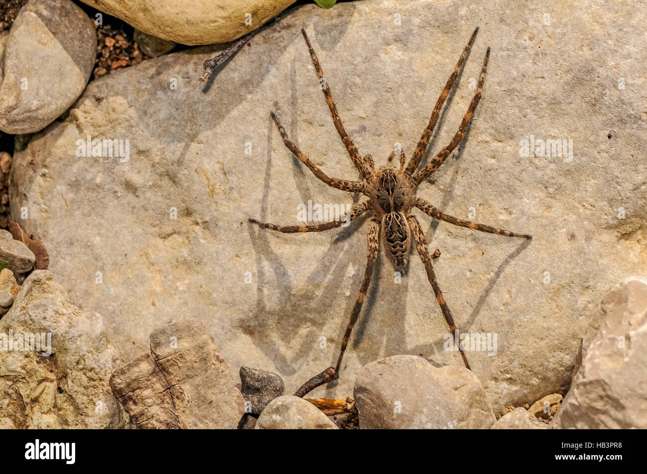 Rock spider animal hi-res stock photography and images - Alamy