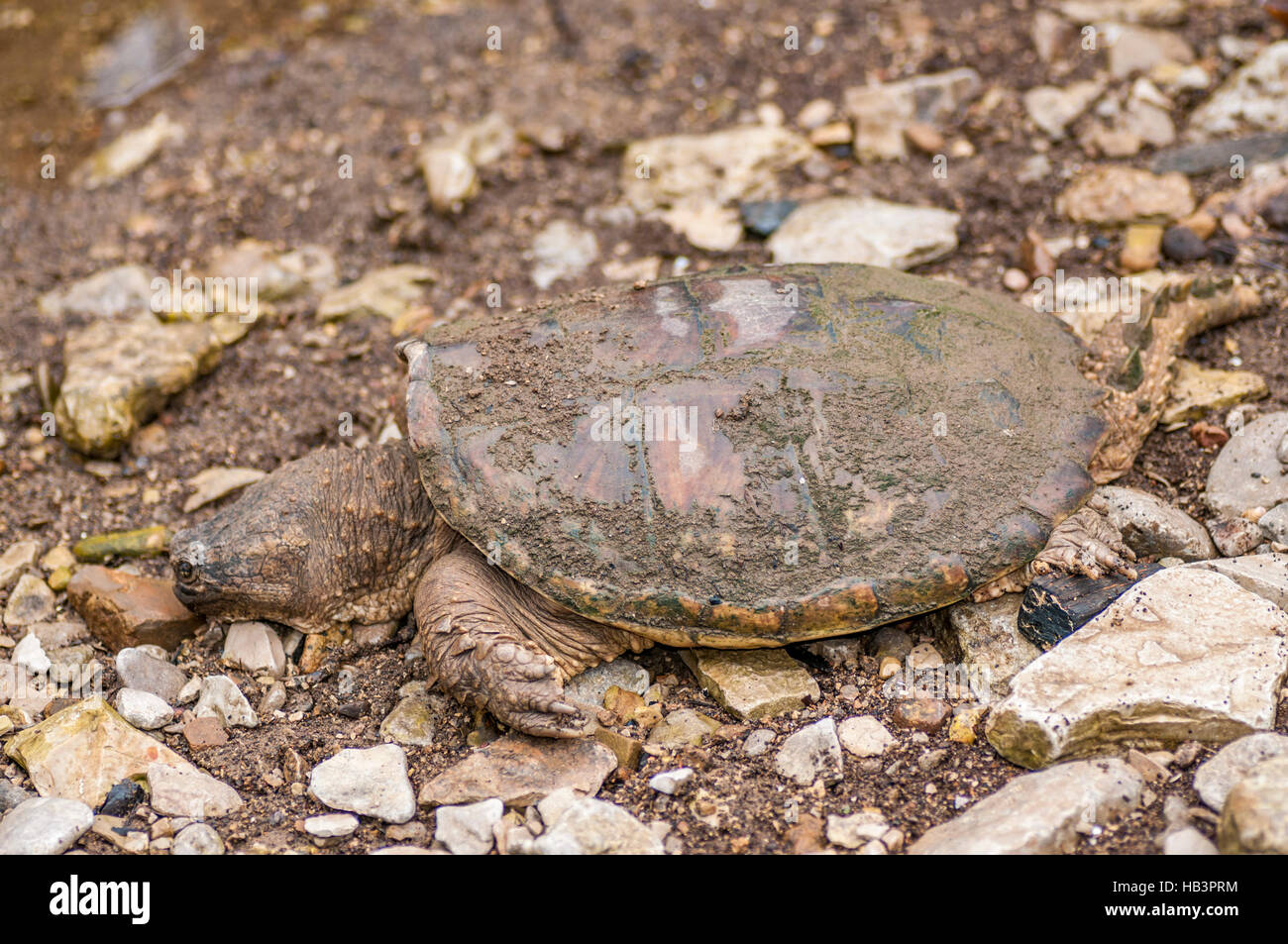 Common snapping turtle. The scientific name is Chelydra serpentina and ...