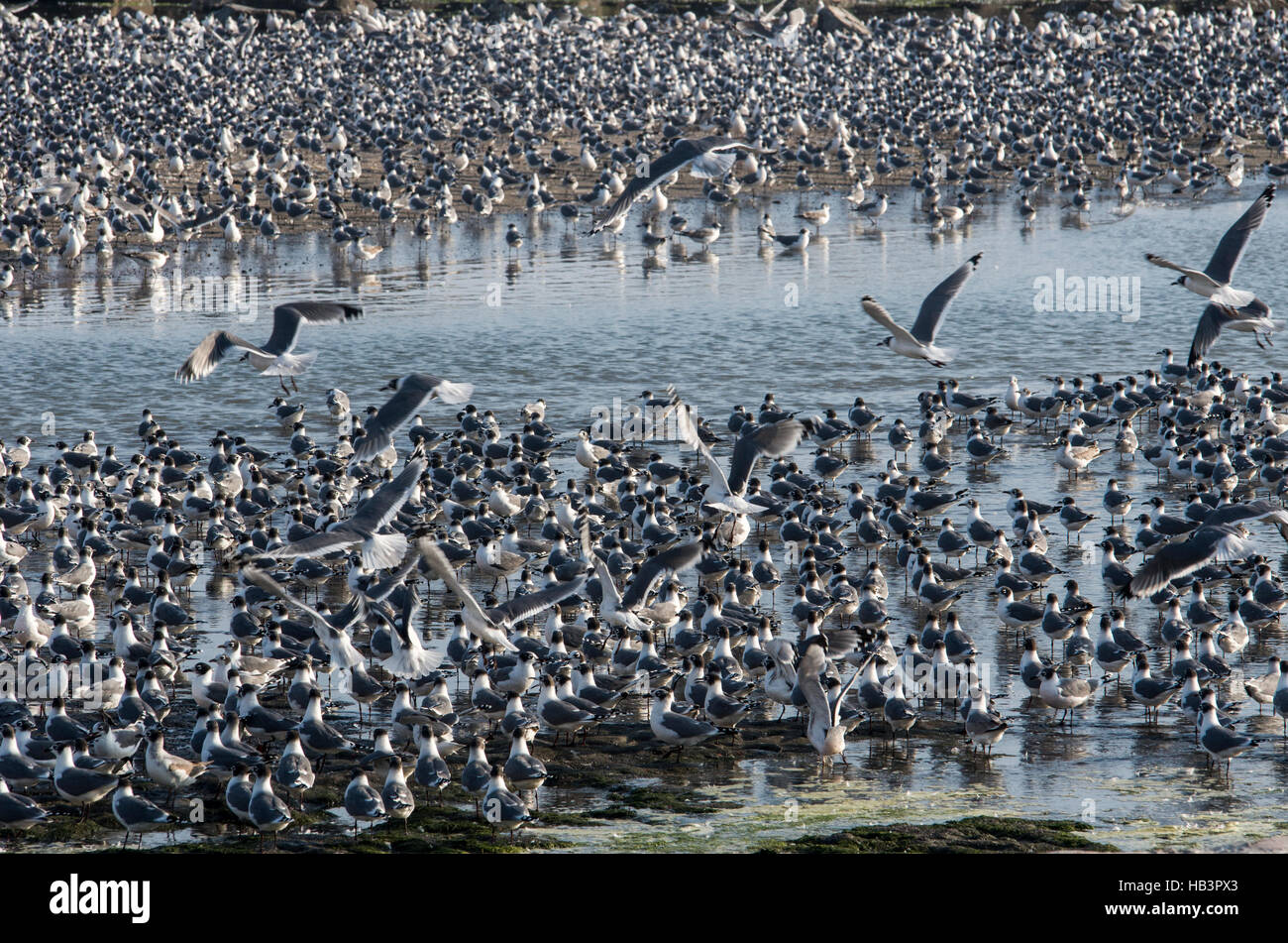 Flock of birds in La Punta, El Callao, Peru Stock Photo - Alamy