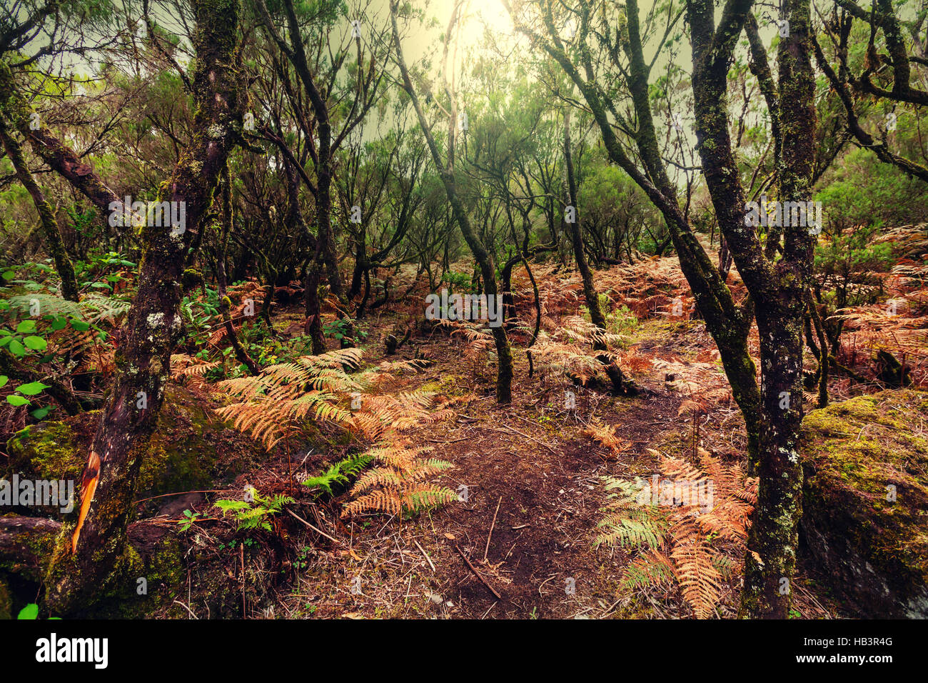 Forest in Madeira Stock Photo - Alamy