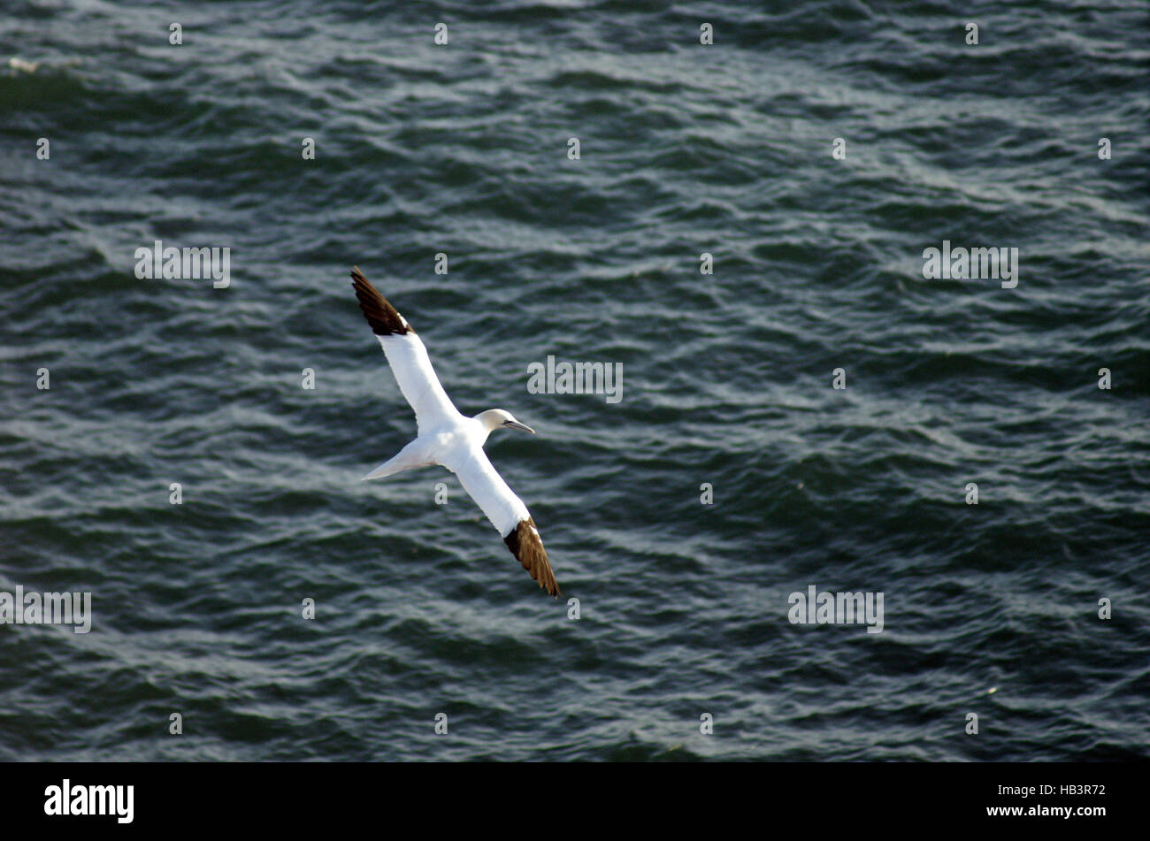Albatros bird hi-res stock photography and images - Alamy