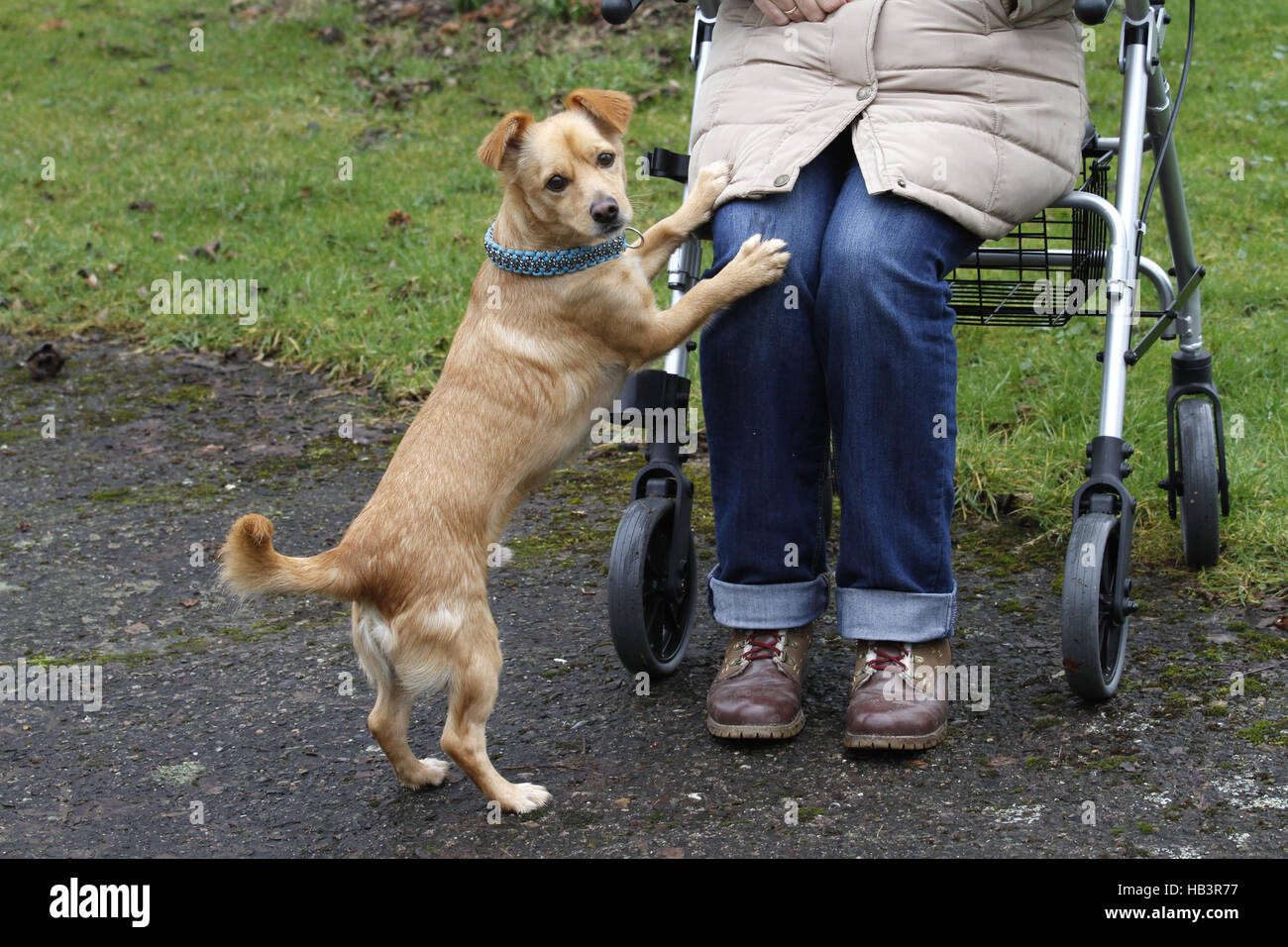 Podenco maneto hi-res stock photography and images - Alamy