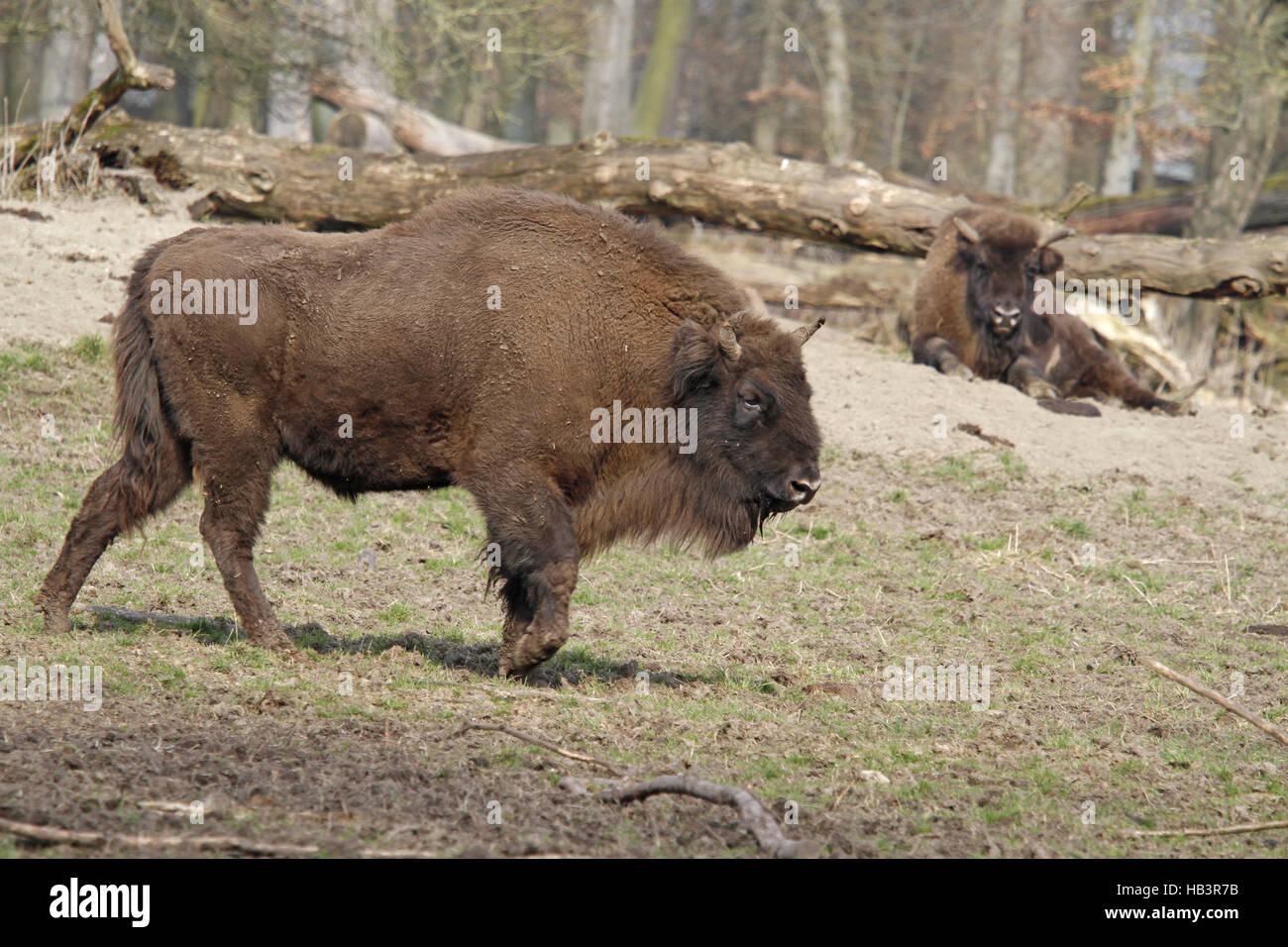 Wisents hi-res stock photography and images - Alamy