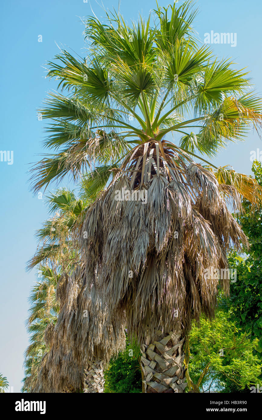 Beautiful lush palm Stock Photo - Alamy