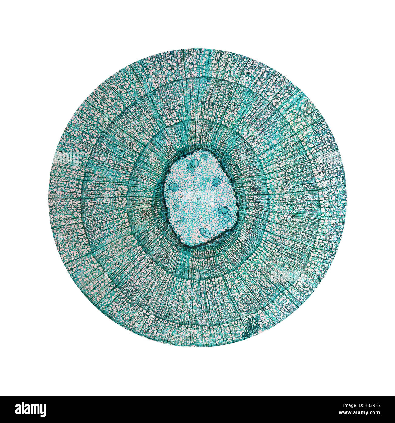 Tilia s hi-res stock photography and images - Alamy