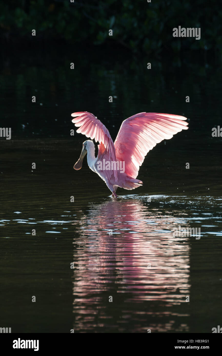 Roseate Spoonbill (Platalea ajaja) in the golden hour, J.N. ''Ding ...