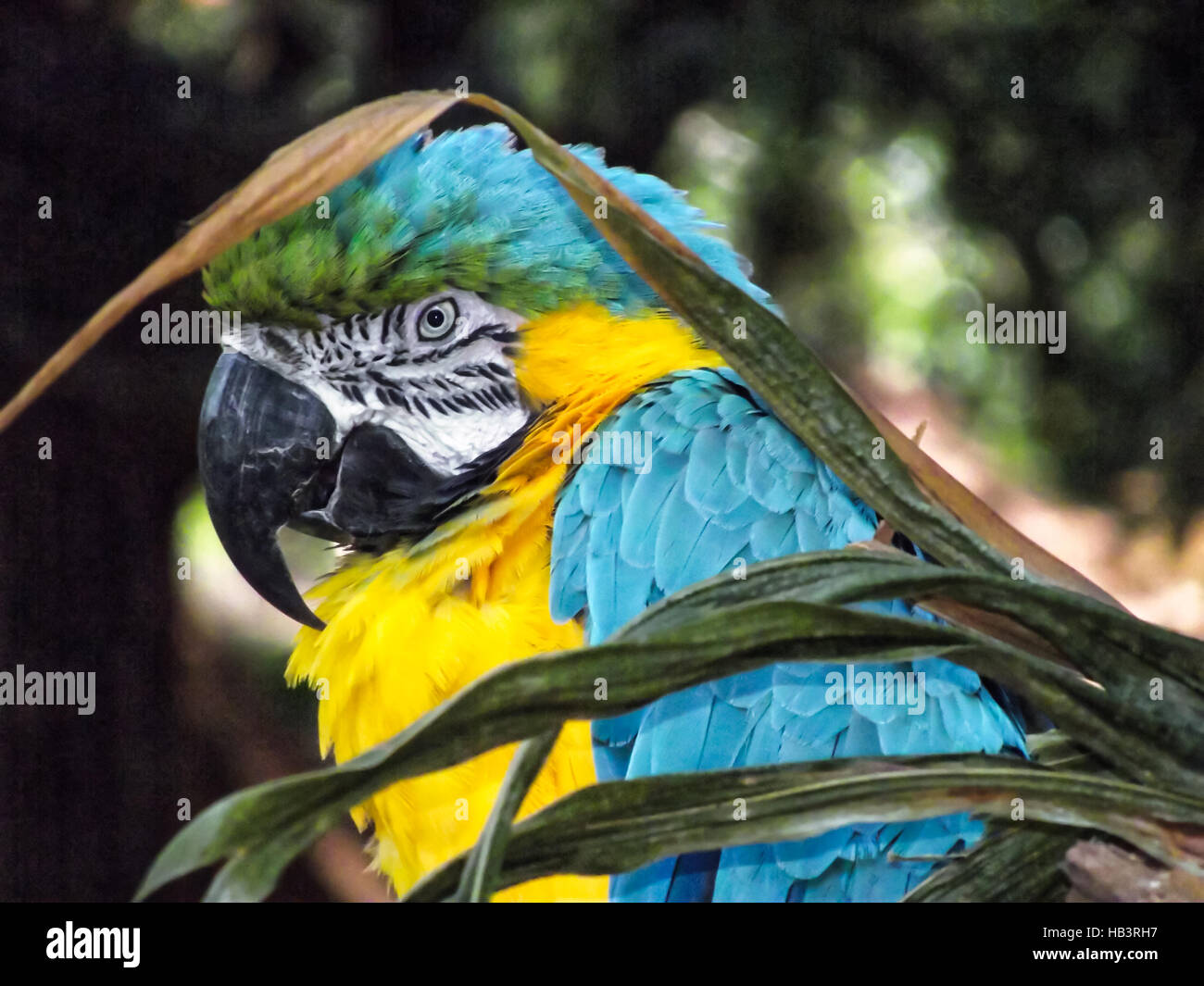 Peekaboo bird hi-res stock photography and images - Alamy