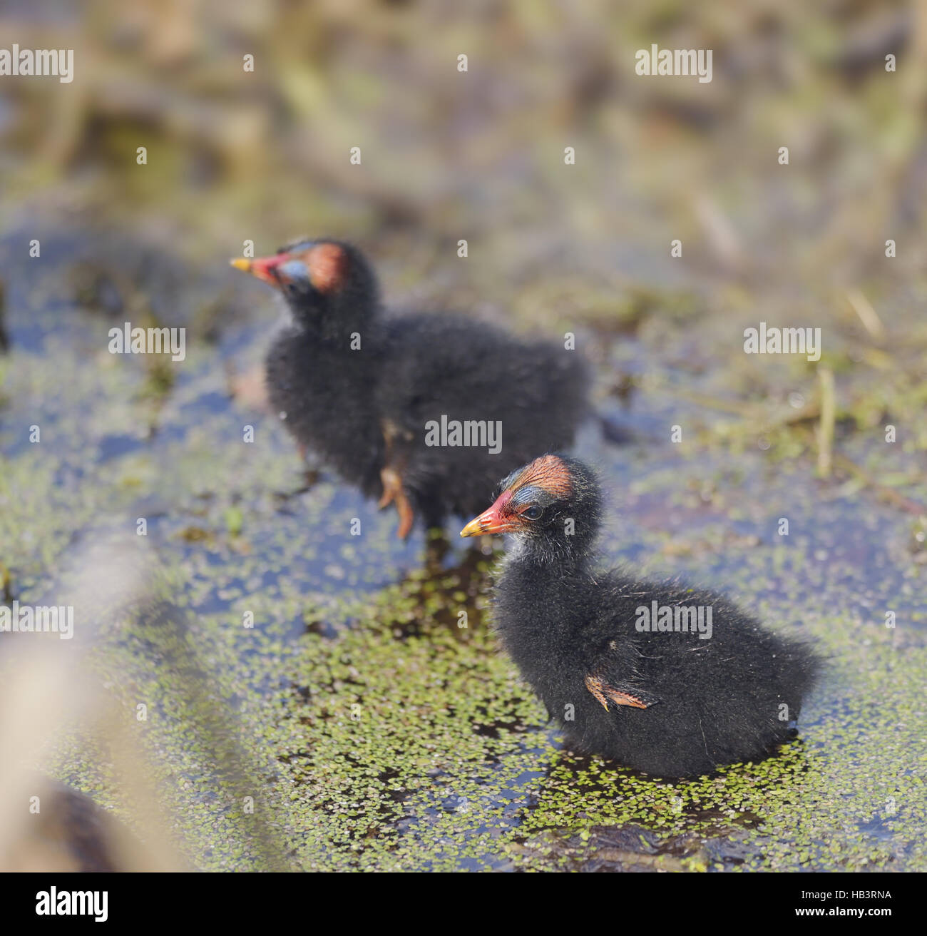 Common Moorhen Chicks Stock Photo - Alamy