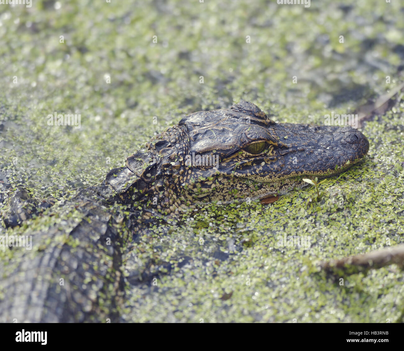 Young American Alligator Stock Photo - Alamy