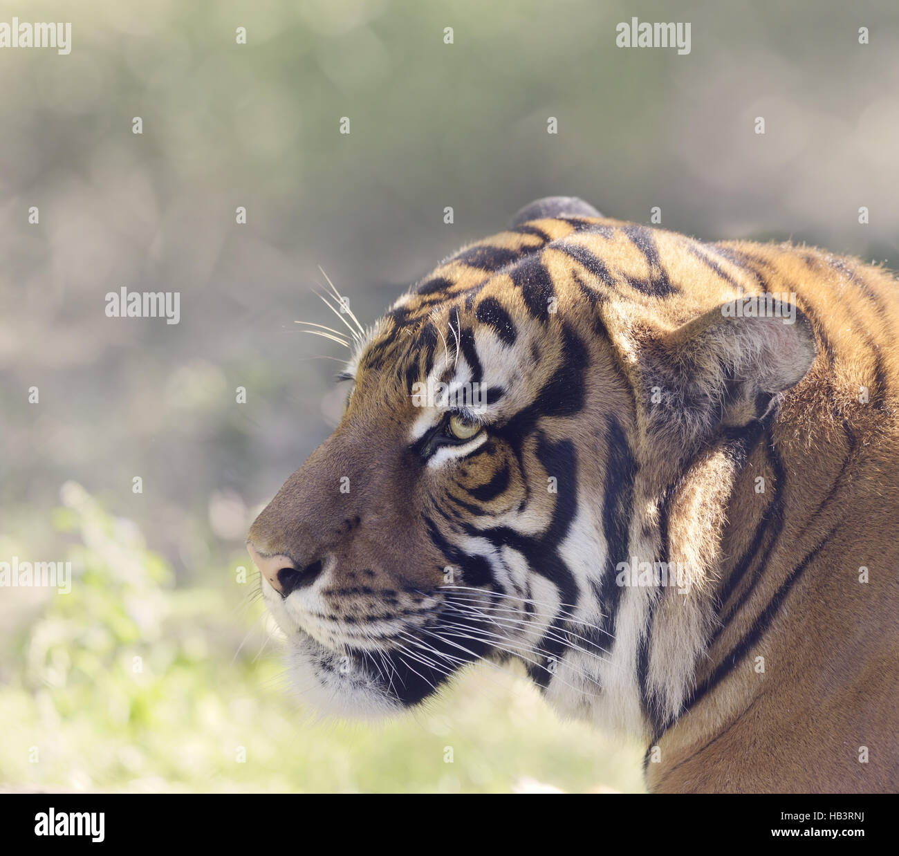 Portrait of Tiger Stock Photo - Alamy