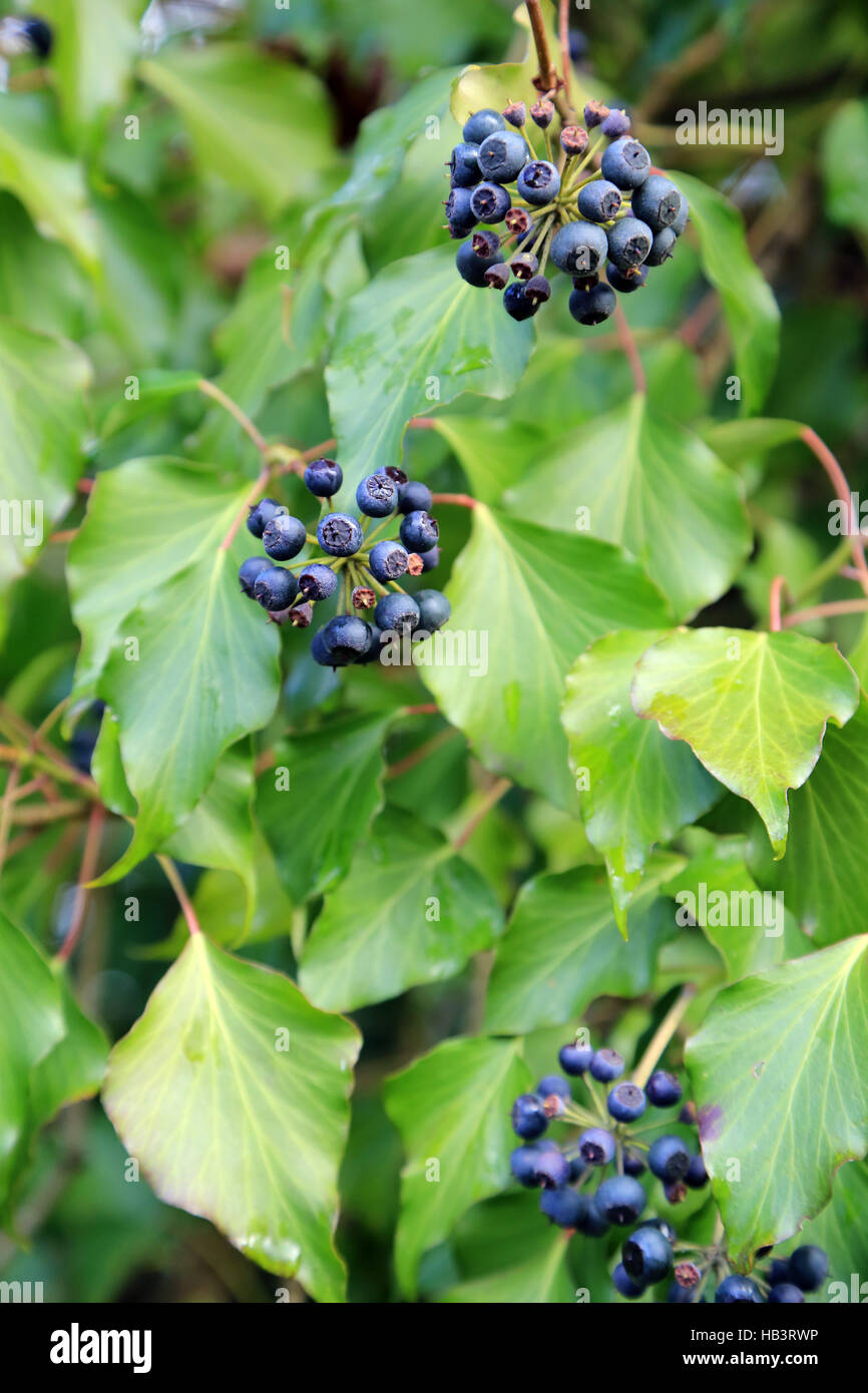 Common ivy berry hi-res stock photography and images - Alamy