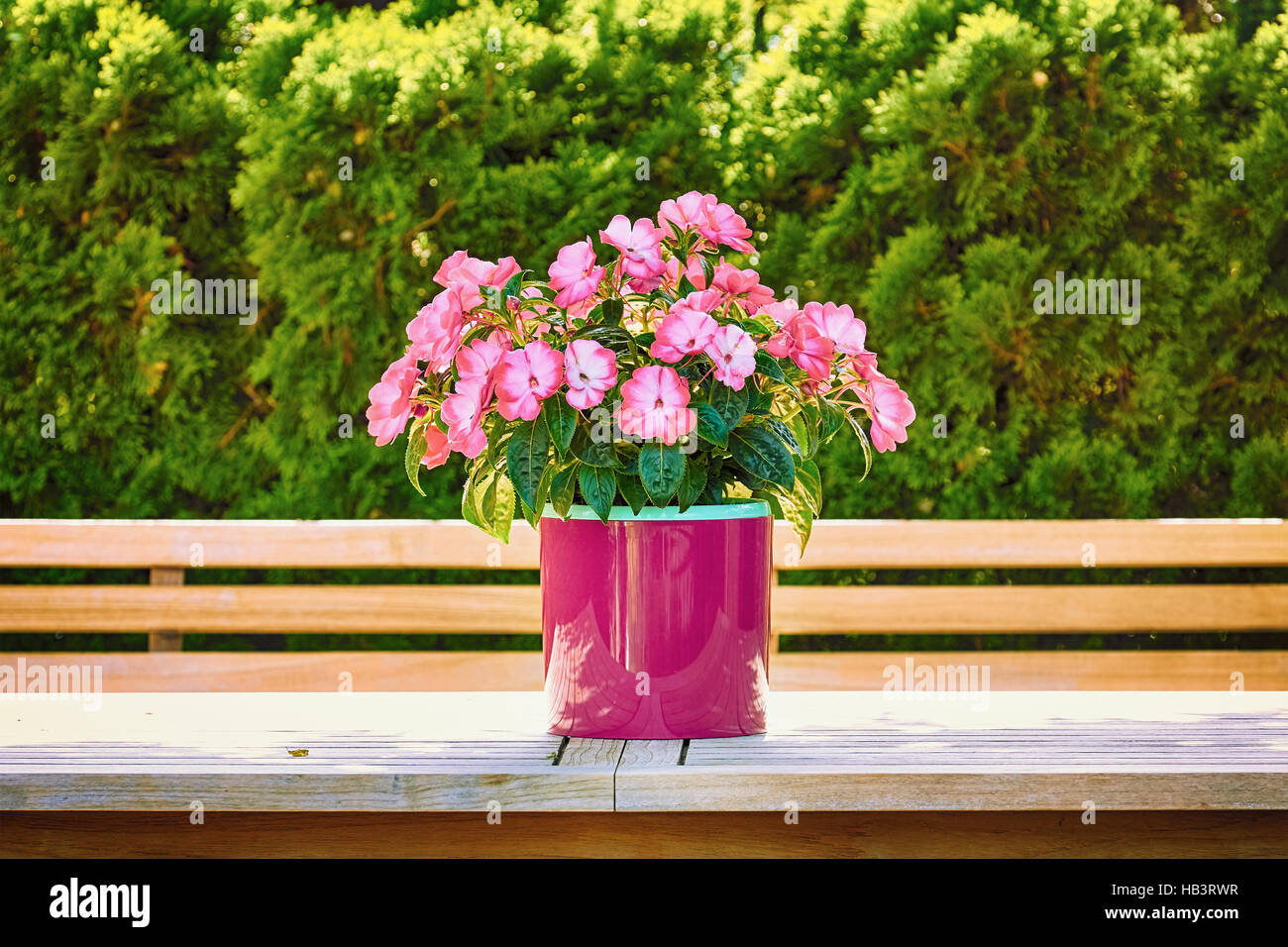 Flowers in the Flower Pot Stock Photo - Alamy