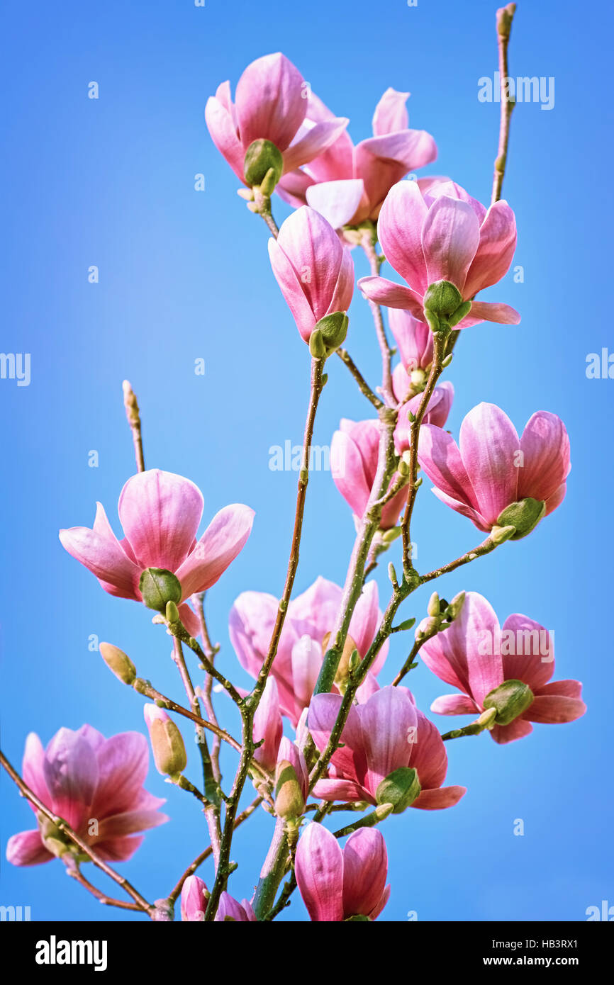 Magnolia carpels hi-res stock photography and images - Alamy