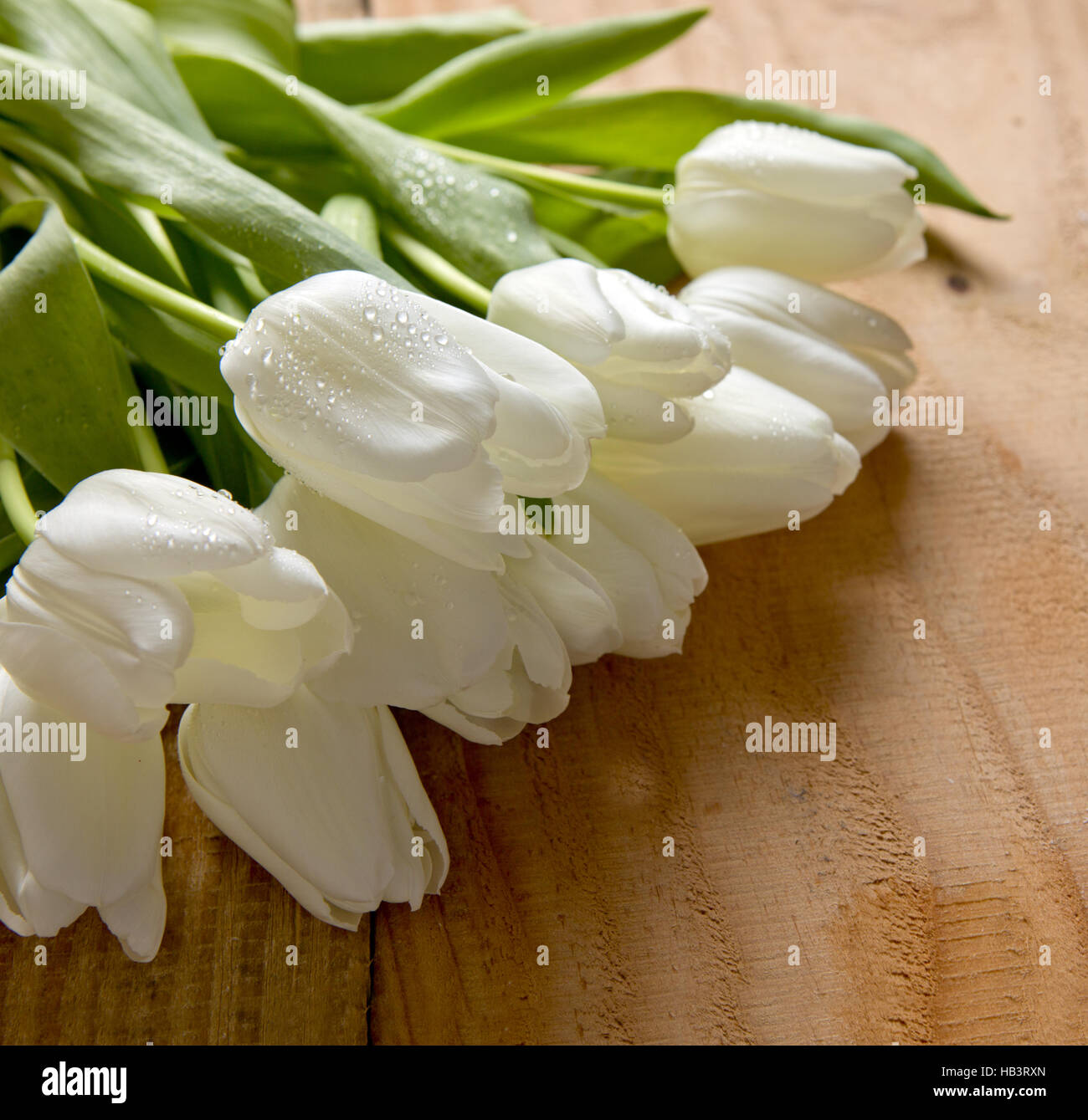 White tulip bouquet hi-res stock photography and images - Alamy