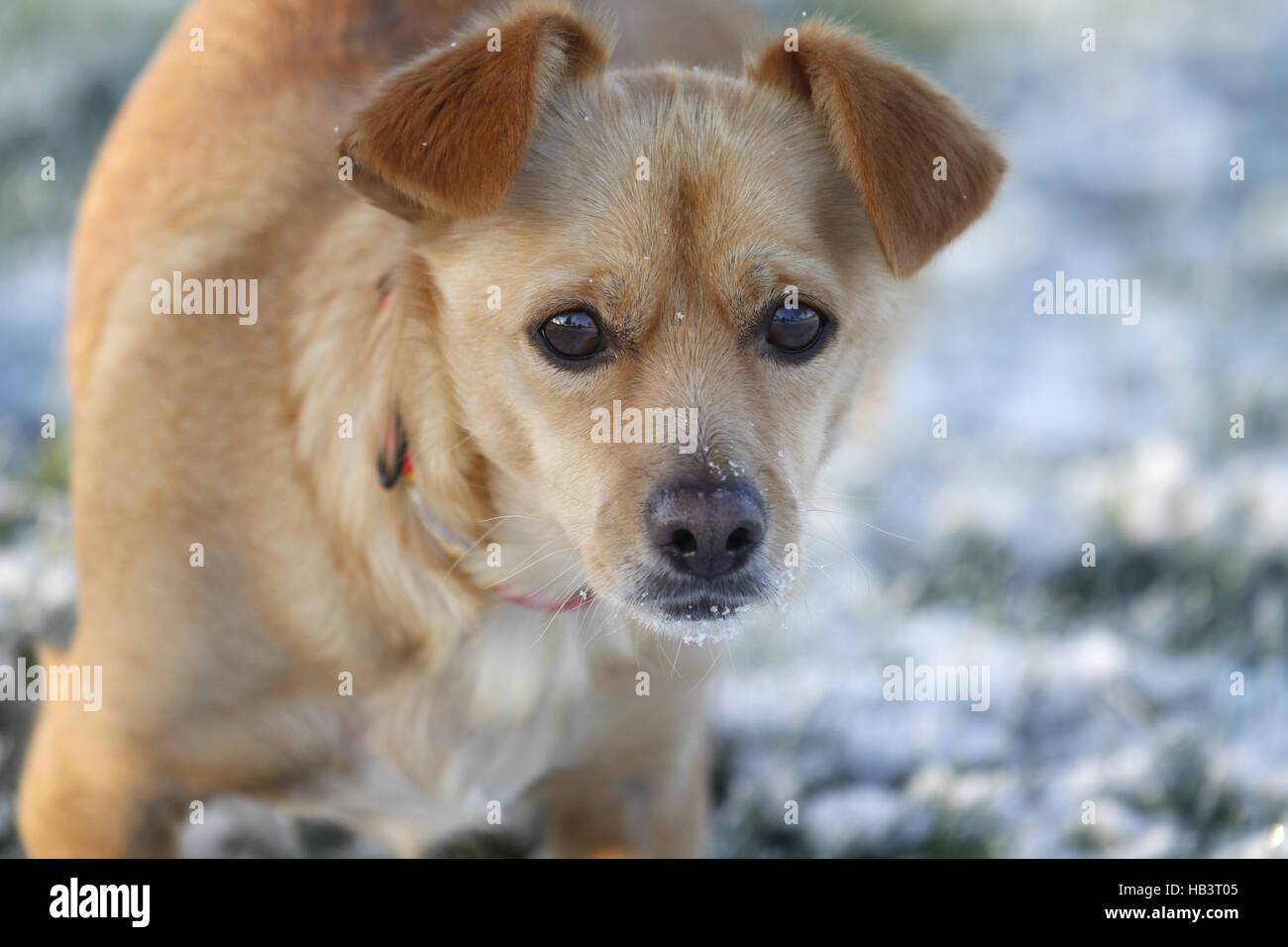 Podenco maneto hi-res stock photography and images - Alamy