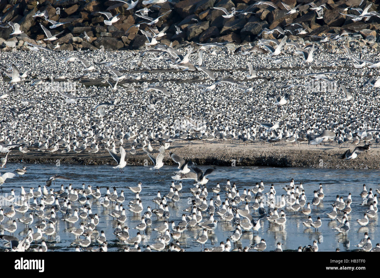 Flock of birds in La Punta, El Callao, Peru Stock Photo - Alamy