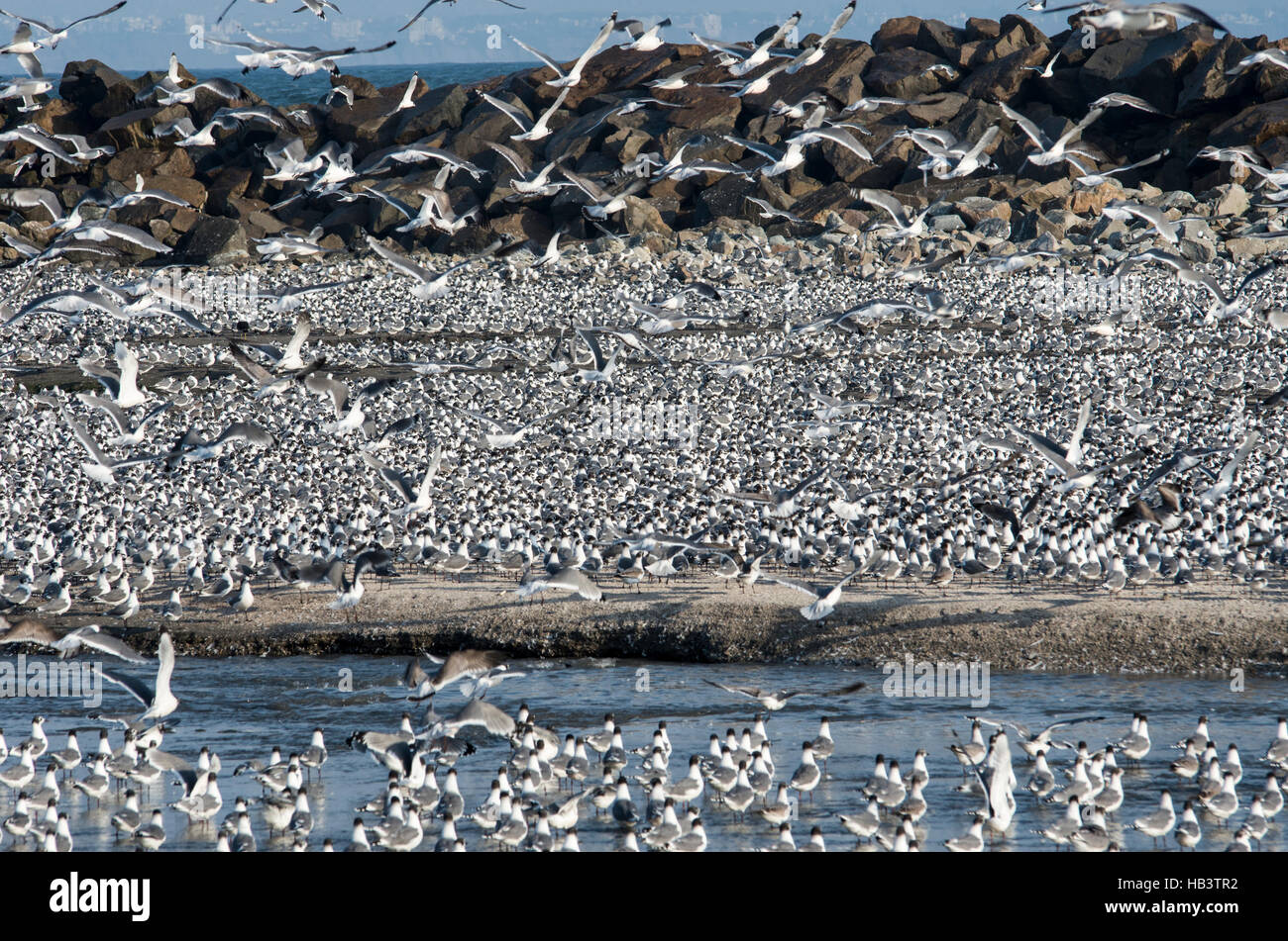 Flock of birds in La Punta, El Callao, Peru Stock Photo - Alamy