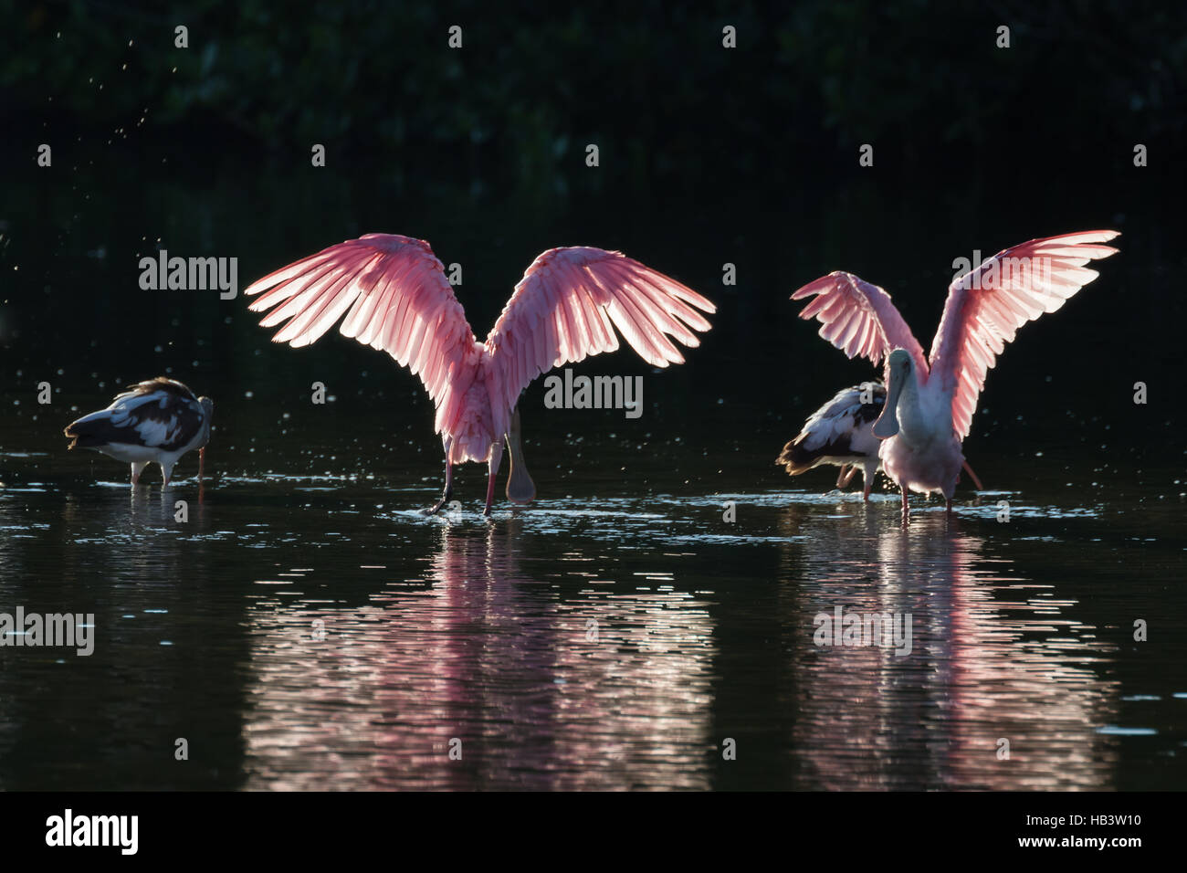 Roseate Spoonbills (Platalea ajaja) and juvenile white ibis (Eudocimus ...