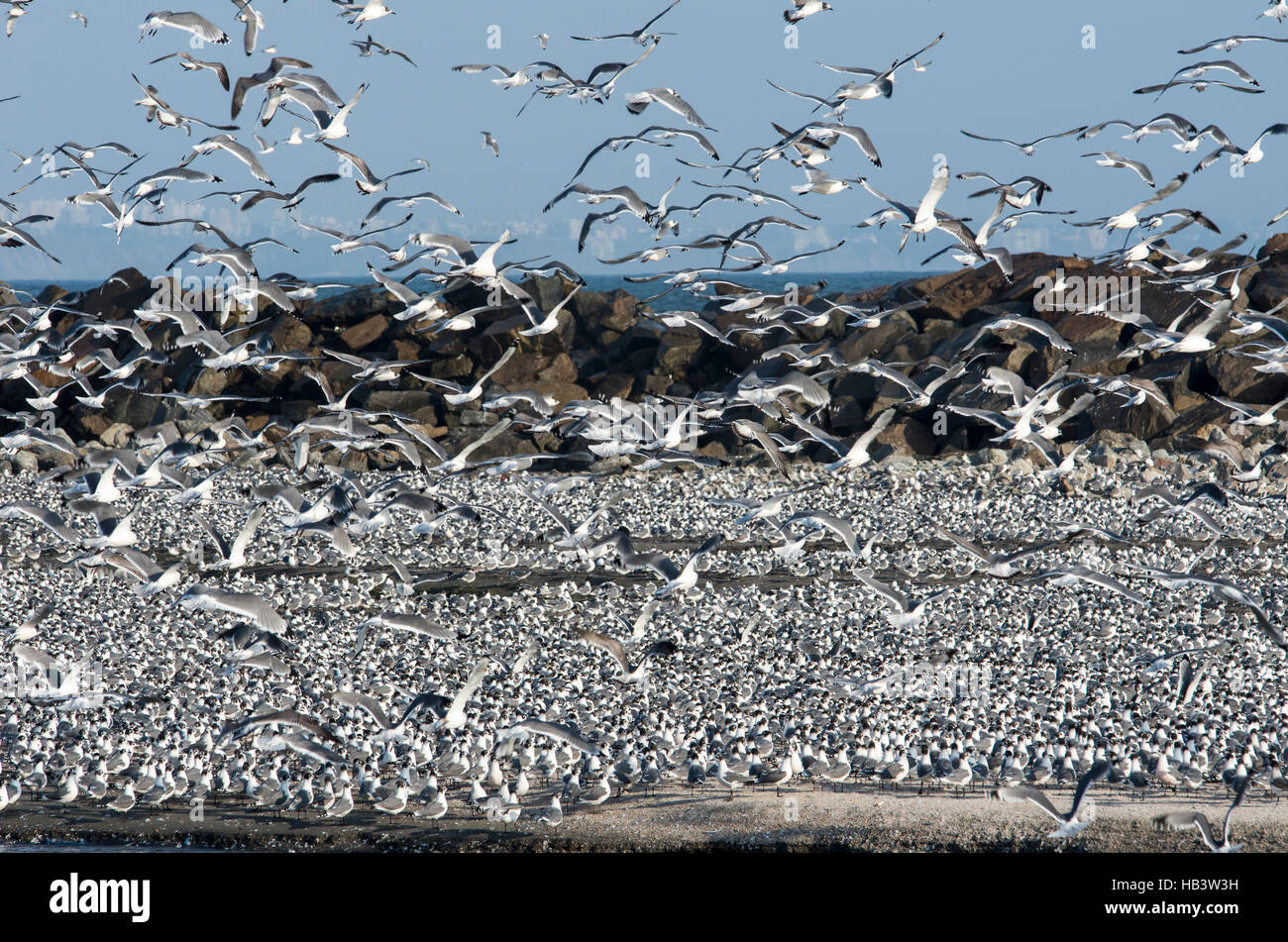 Flock of birds in La Punta, El Callao, Peru Stock Photo - Alamy