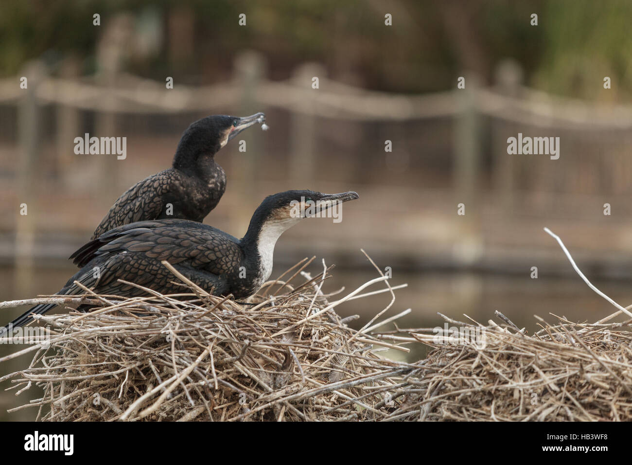 Juvenile double crested cormorant hi-res stock photography and images ...