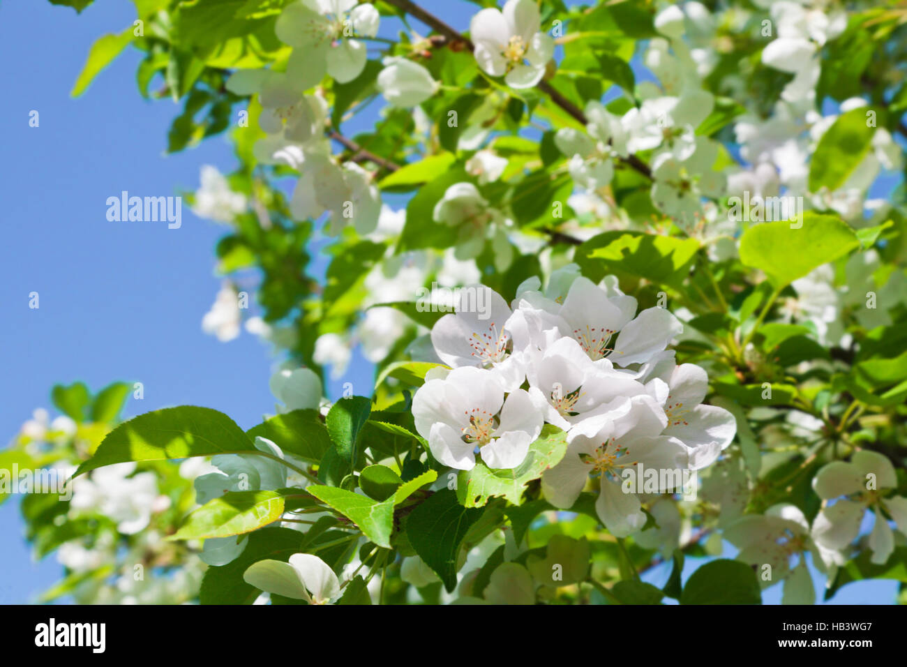 blossom apple tree Stock Photo - Alamy