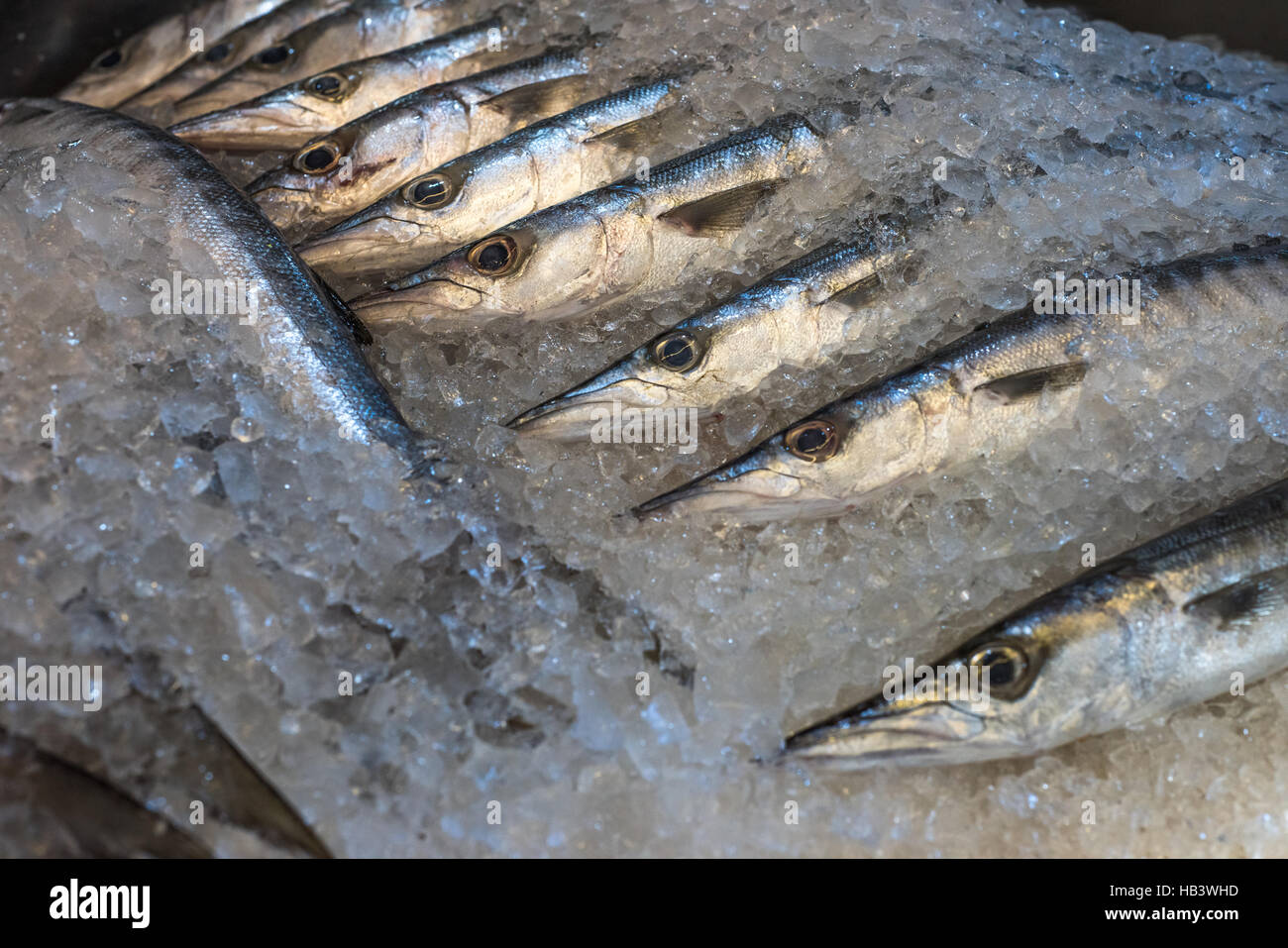 Fresh barracuda fish market hi-res stock photography and images - Alamy