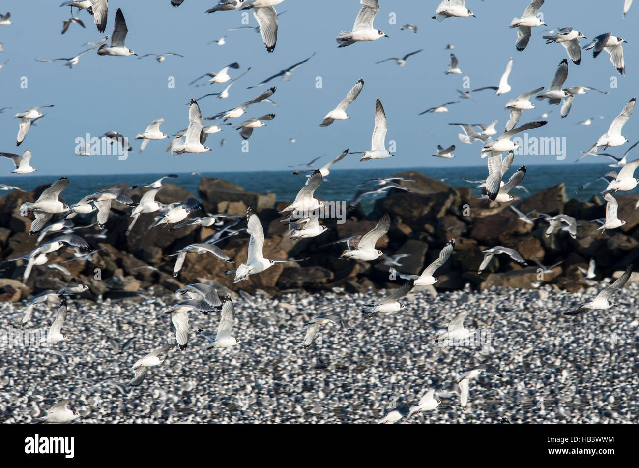 Flock of birds in La Punta, El Callao, Peru Stock Photo - Alamy