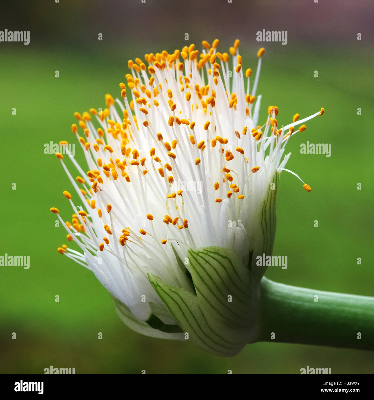 Elephant Ear Bloom Stock Photo - Alamy