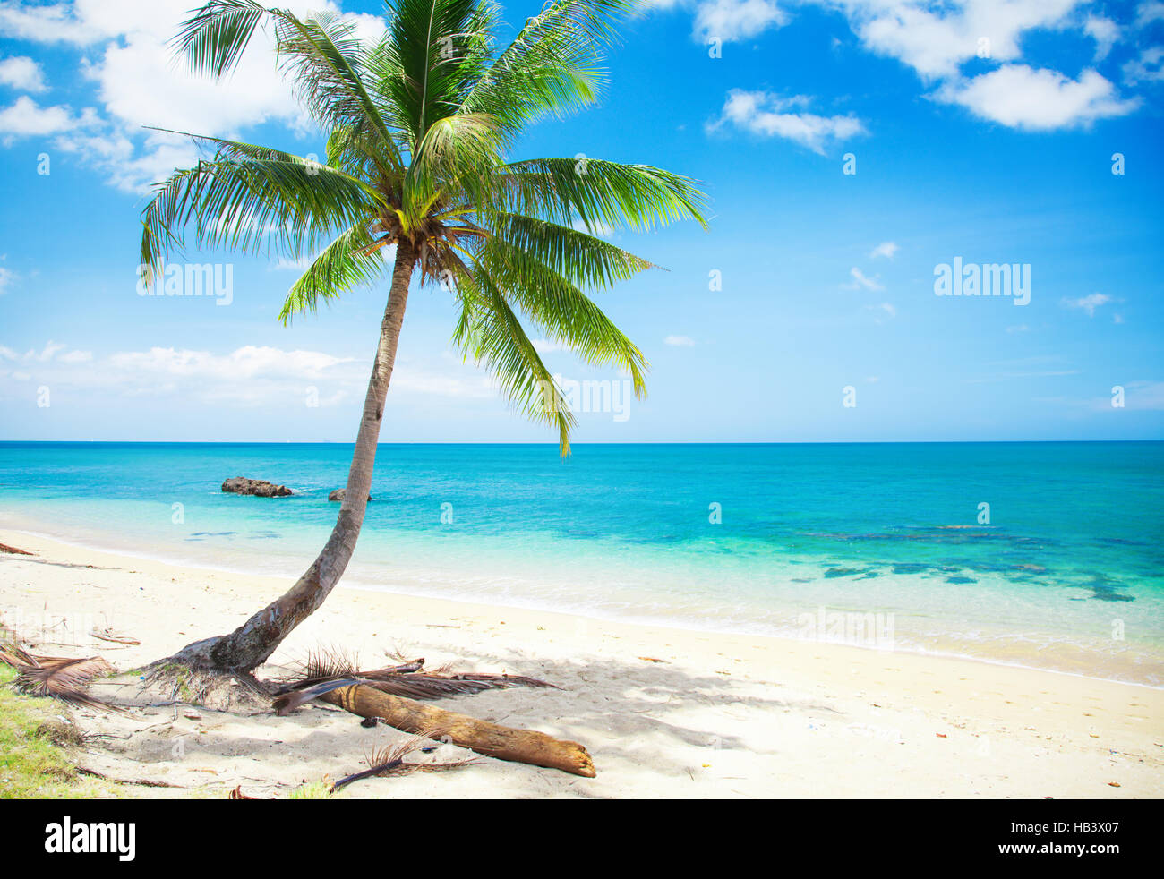 Beautiful beach coconut palm hi-res stock photography and images - Alamy