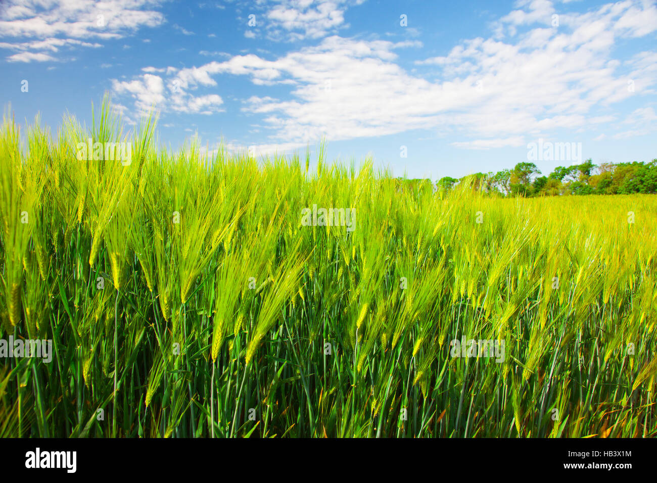 Green rye grass hi-res stock photography and images - Alamy
